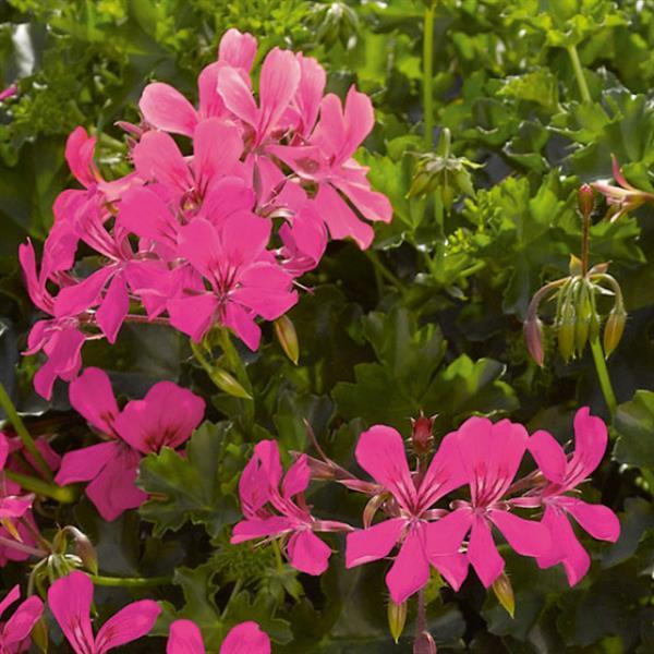 Decora Shocking Pink Ivy Geranium
