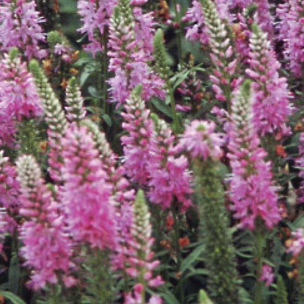 Veronica Giles Van Hees