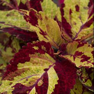 Fairway Mosaic Coleus