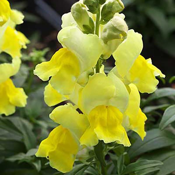 Statement Yellow Snapdragon