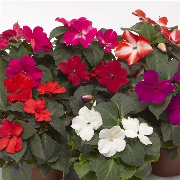 Imara XDR Mix Impatiens