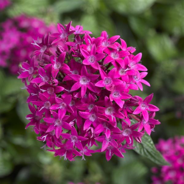 BeeBright Violet Pentas