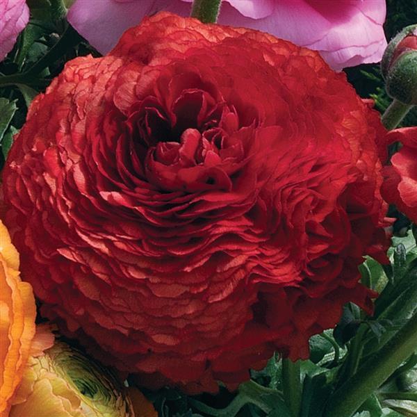Magic Red Ranunculus
