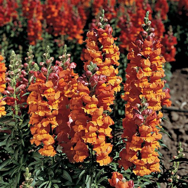 Liberty Classic Bronze Snapdragon