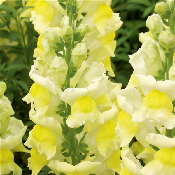 Liberty Classic Yellow Snapdragon