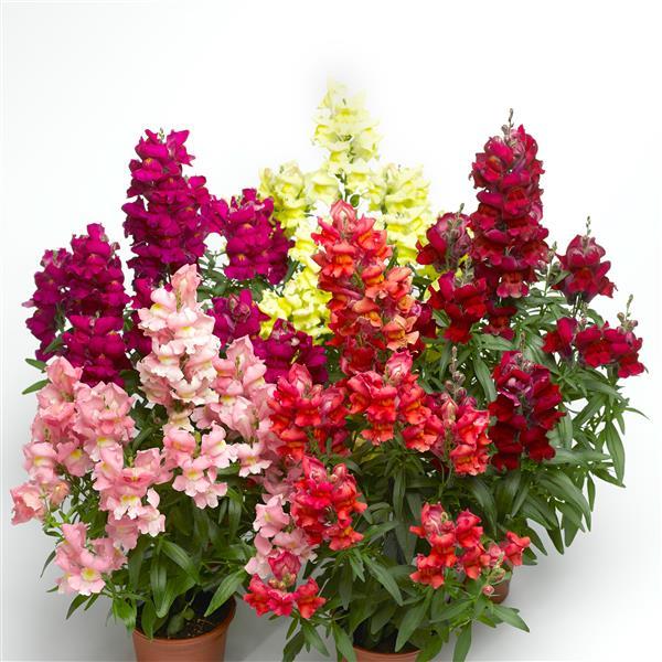 Snaptastic Mix Snapdragon