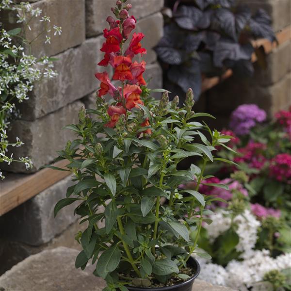 Snaptastic Orange Flame Snapdragon