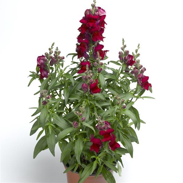 Snaptastic Red Snapdragon