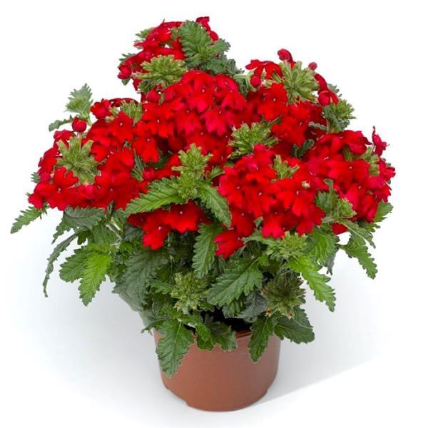 Obsession Cascade Scarlet Verbena