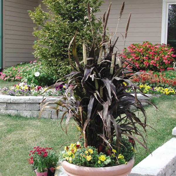 Purple Majesty Ornamental Millet