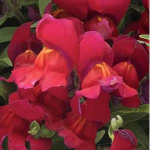 Candy Showers Red Snapdragon