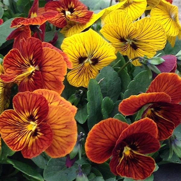 Tiger Eye Mix Viola