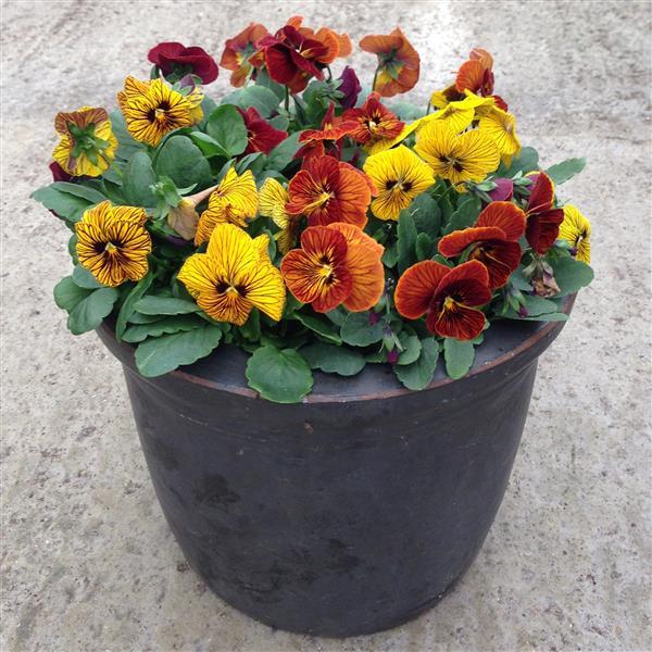 Tiger Eye Mix Viola