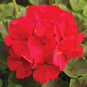 BullsEye Red Geranium