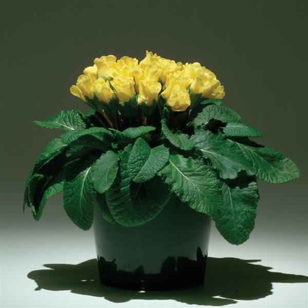 Primlet® Yellow Primula