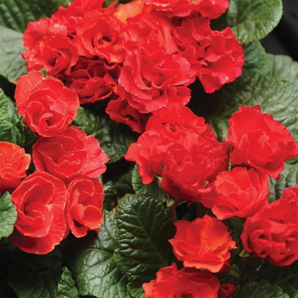 Primlet® Scarlet Red Shades Primula
