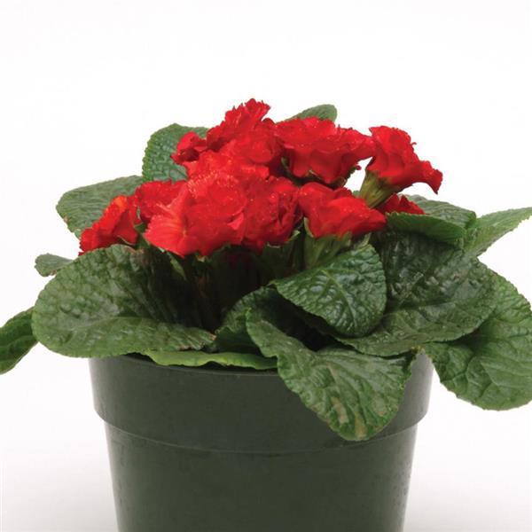 Primlet® Scarlet Red Shades Primula