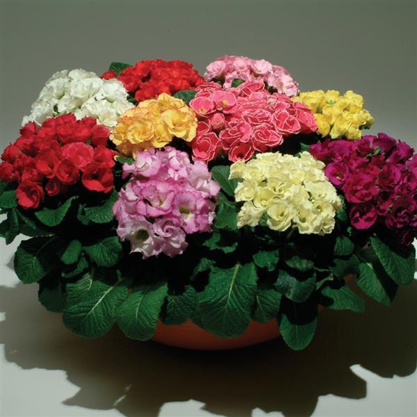 Primlet® Mixture Primula