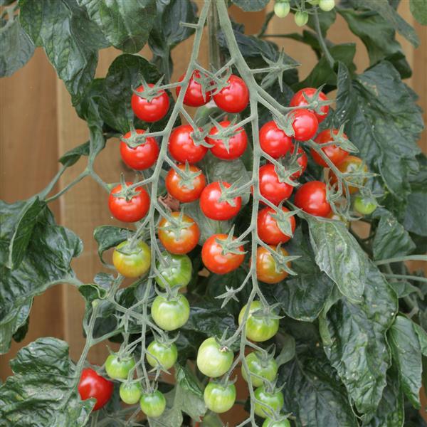 Rapunzel Tomato