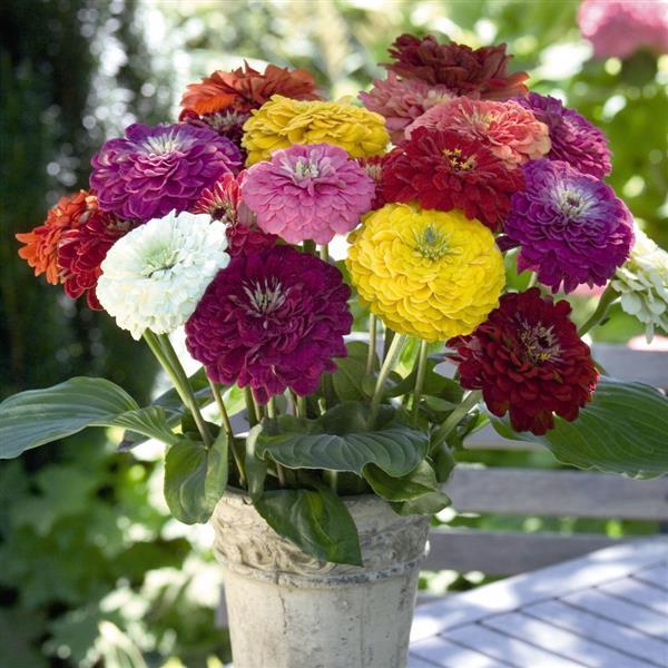 Benary's Giant Mix Zinnia