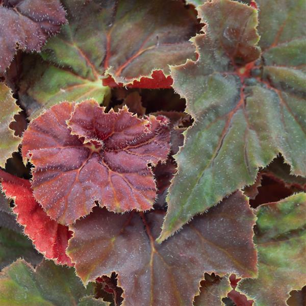 Shadow King Burgundy Love Begonia