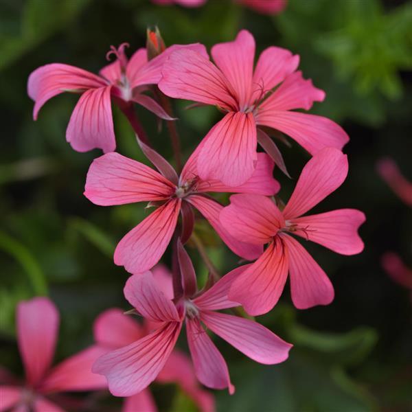 Balcon Pink Ivy Geranium