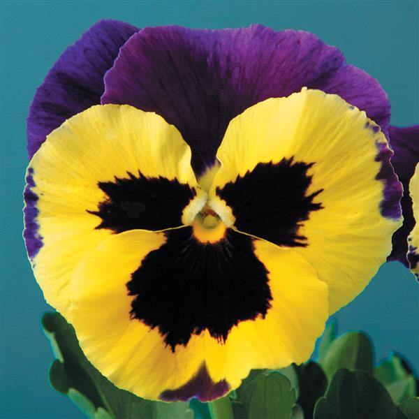 Delta Premium Yellow Purple Wing Pansy