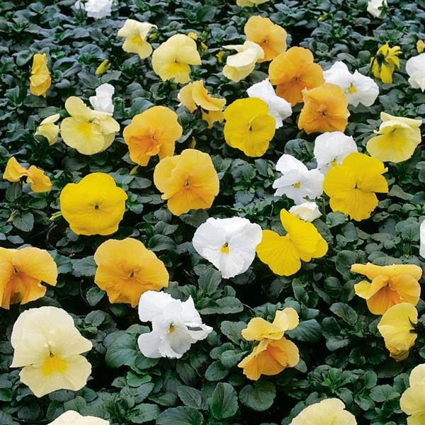 Delta Premium Citrus Mix Pansy