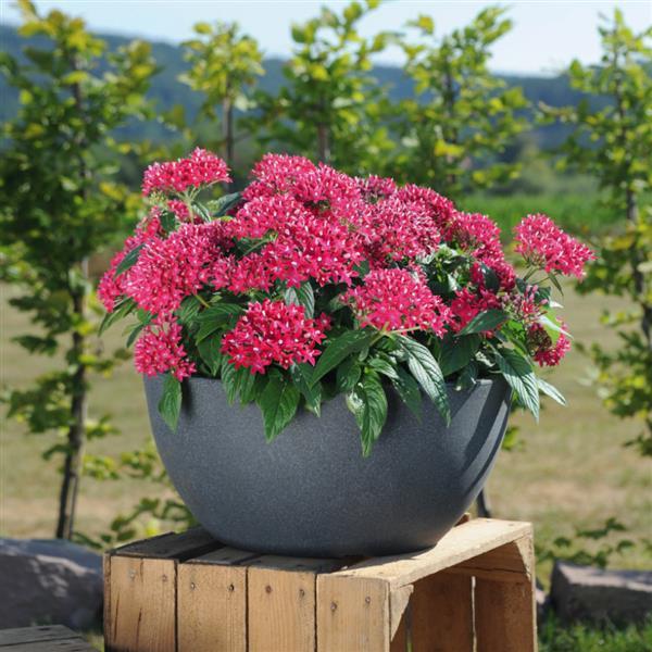 Graffiti 20/20 Fuchsia Pentas