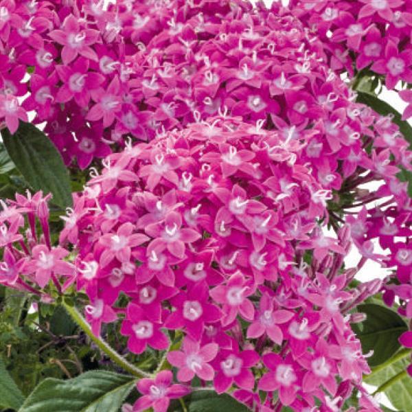 Graffiti 20/20 Lavender Pink Pentas