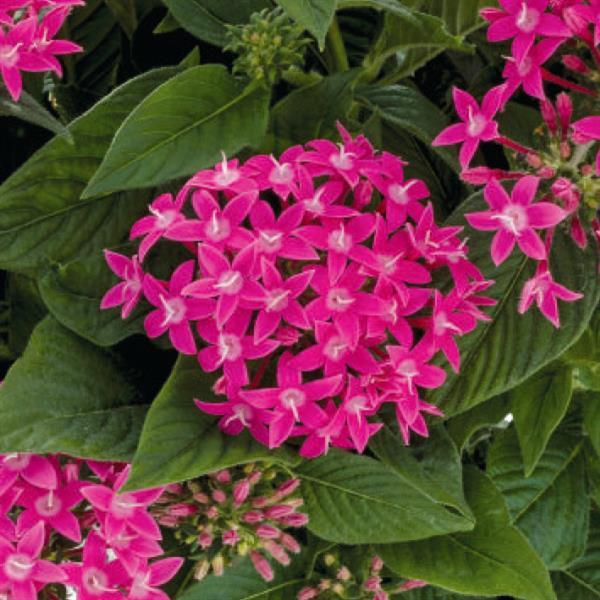 Graffiti 20/20 True Pink Pentas