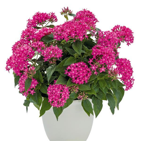 Graffiti 20/20 True Pink Pentas