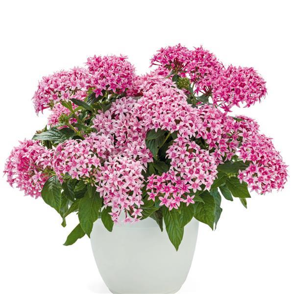 Graffiti 20/20 Flirty Pink Pentas