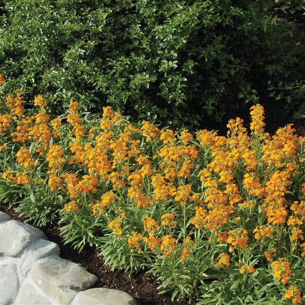 Citrona® Orange Erysimum