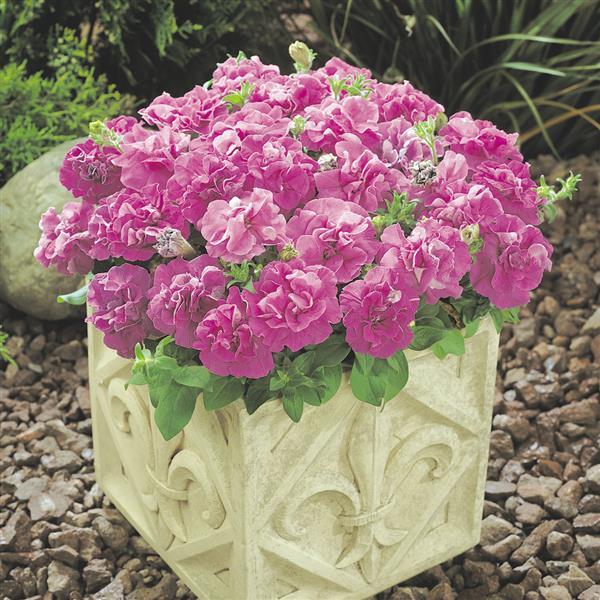 Duo Lavender Double Petunia