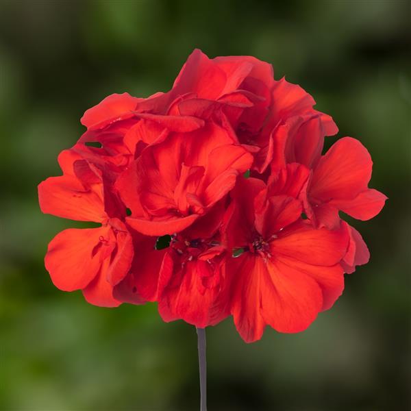Mojo Scarlet Interspecific Geranium