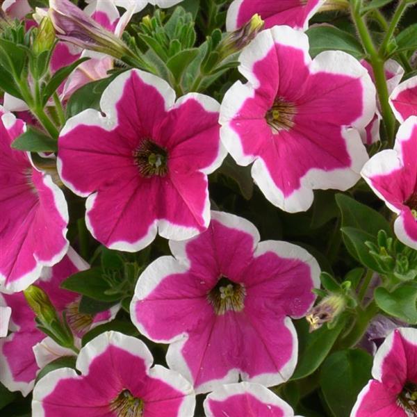 Capella Rim Fuchsia Petunia
