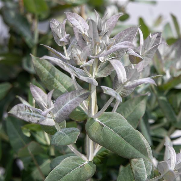 StyX Eucalyptus