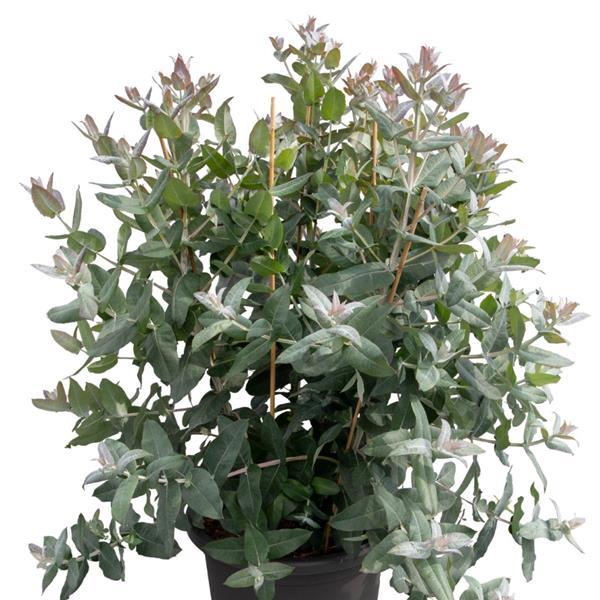 StyX Eucalyptus