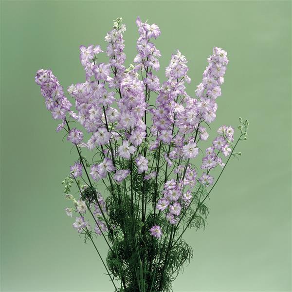 Cannes Blue Picotee Larkspur