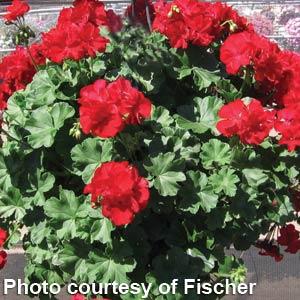 Calliope Dark Red Interspecific Geranium