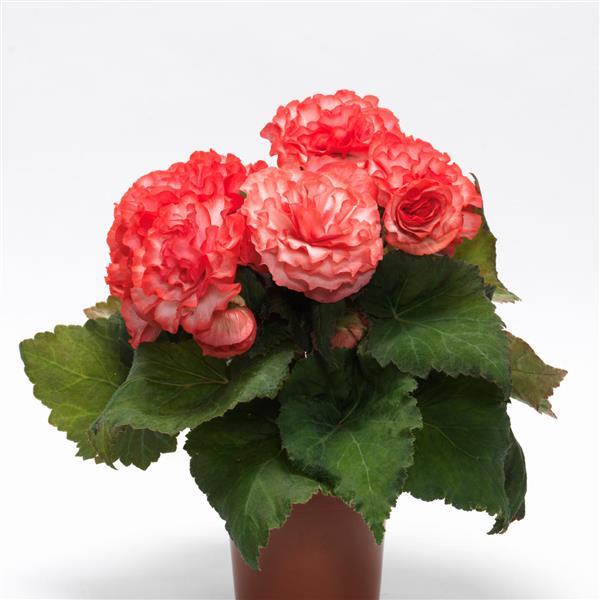 On Top® Surprise Tuberous Begonia