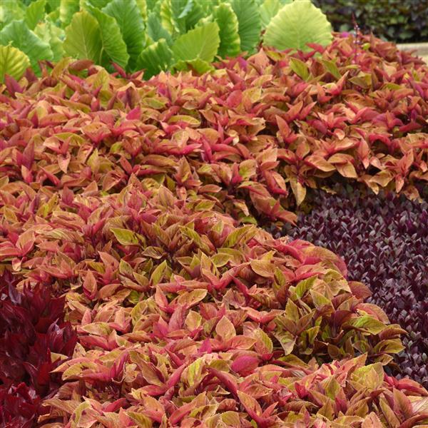 Mighty Mosaic Coleus, Premium Sun