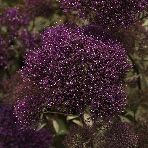 Lake Forest Purple Trachelium