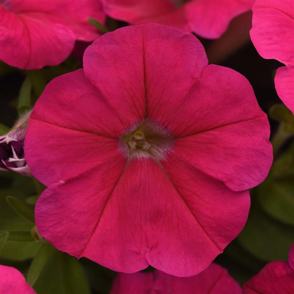 Madness® Deep Rose Petunia