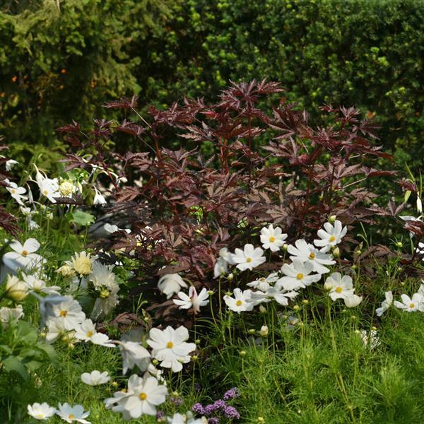 Mahogany Splendor Hibiscus