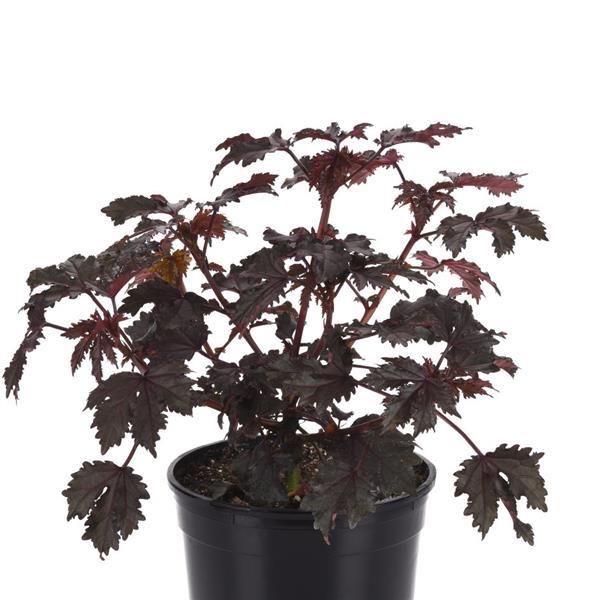 Mahogany Splendor Hibiscus