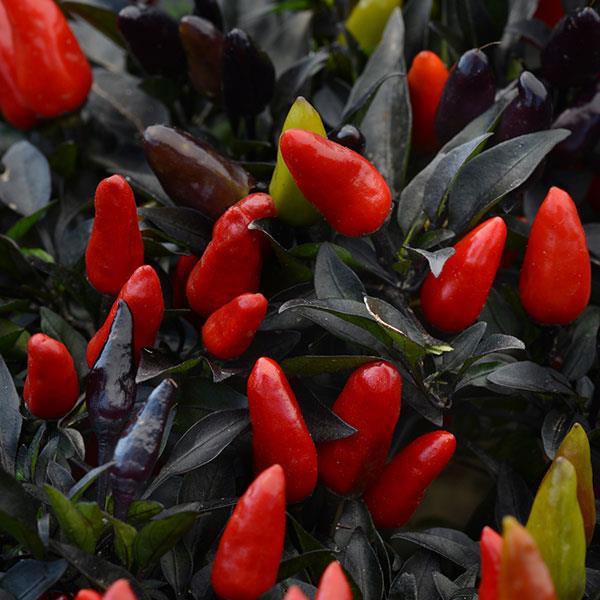 Midnight Fire Ornamental Pepper
