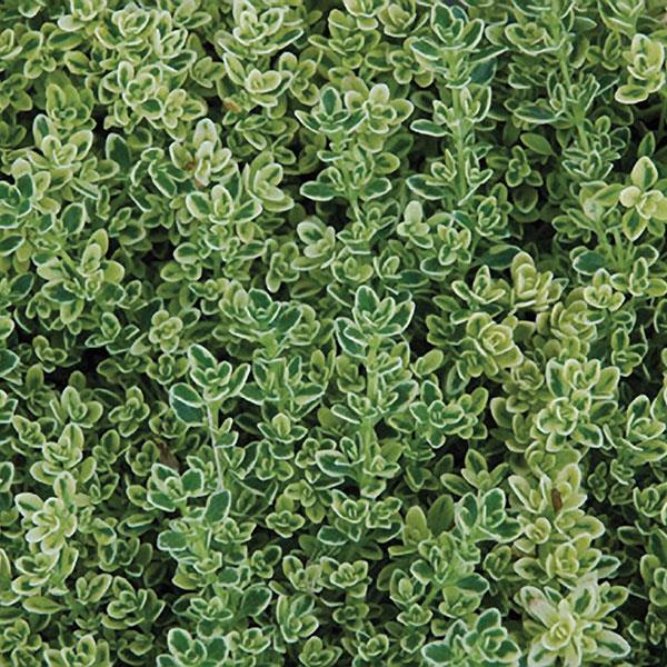 Thymus praecox Highland Cream