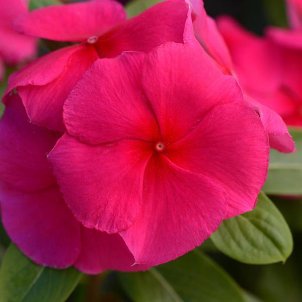 Valiant™ Punch Vinca